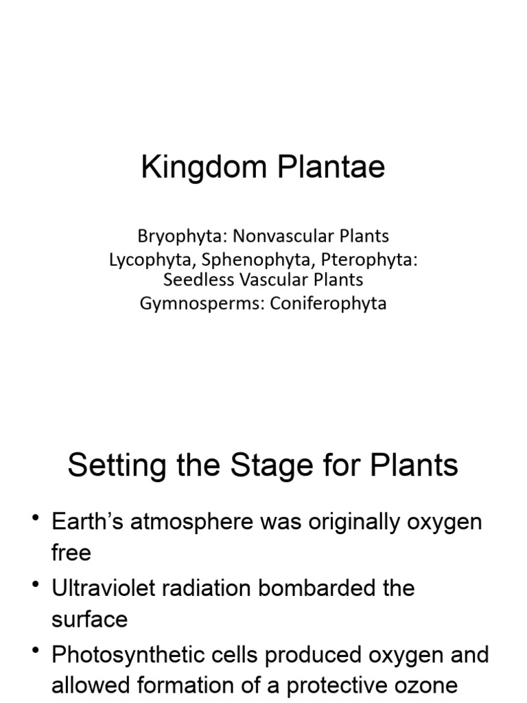 Kingdom Plantae Animalia Chuchuness | PDF | Fern | Plants