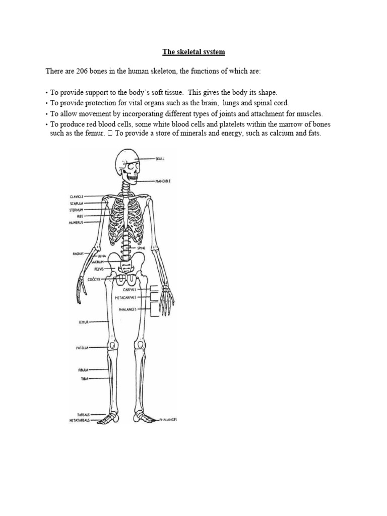 Understanding the Skeletal System and Injuries | PDF | Bone | Spinal ...