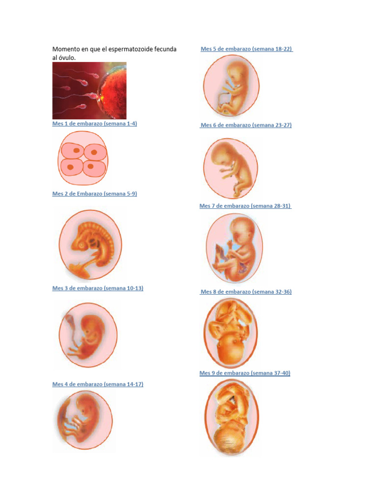 Momento en Que El Espermatozoide Fecunda Al Óvulo | PDF