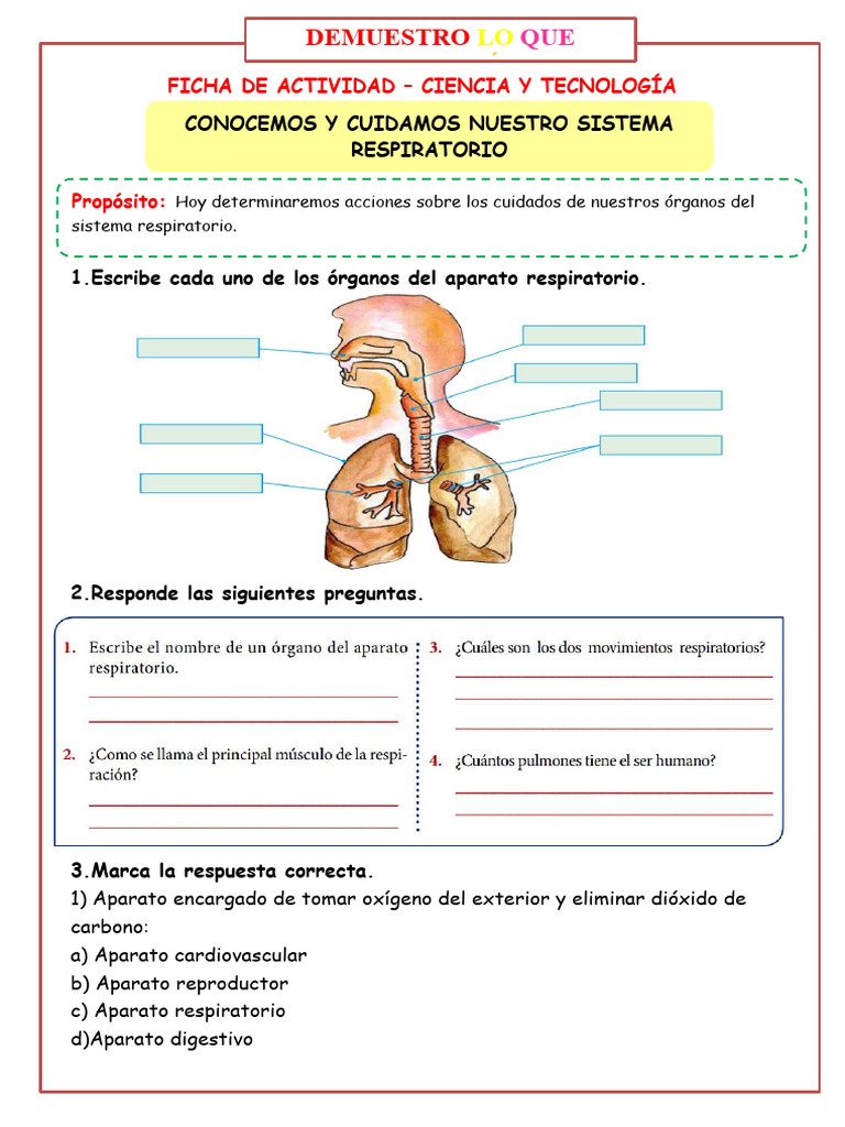 FICHA - SISTEMA RESPIRATORIO 23 mayo | PDF | Sistema respiratorio | Pulmón