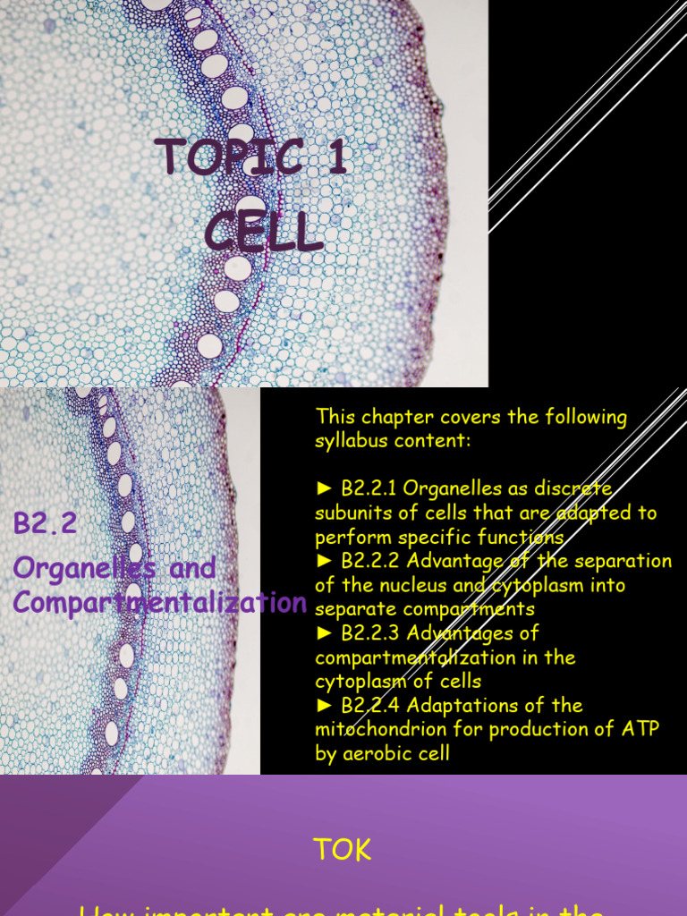 3-B2.2 Organelles and Compartmentalisation | PDF | Cell (Biology ...