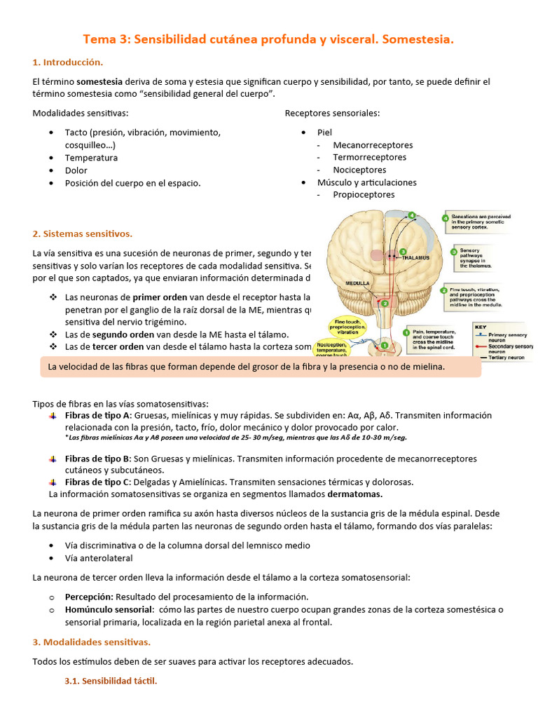 Fisiología - Tema 3: Tema 3: Sensibilidad cutánea profunda y visceral ...
