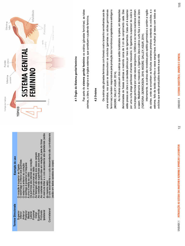 Apostila Anatomia-Part-4 | PDF | Órgão sexual | Urologia