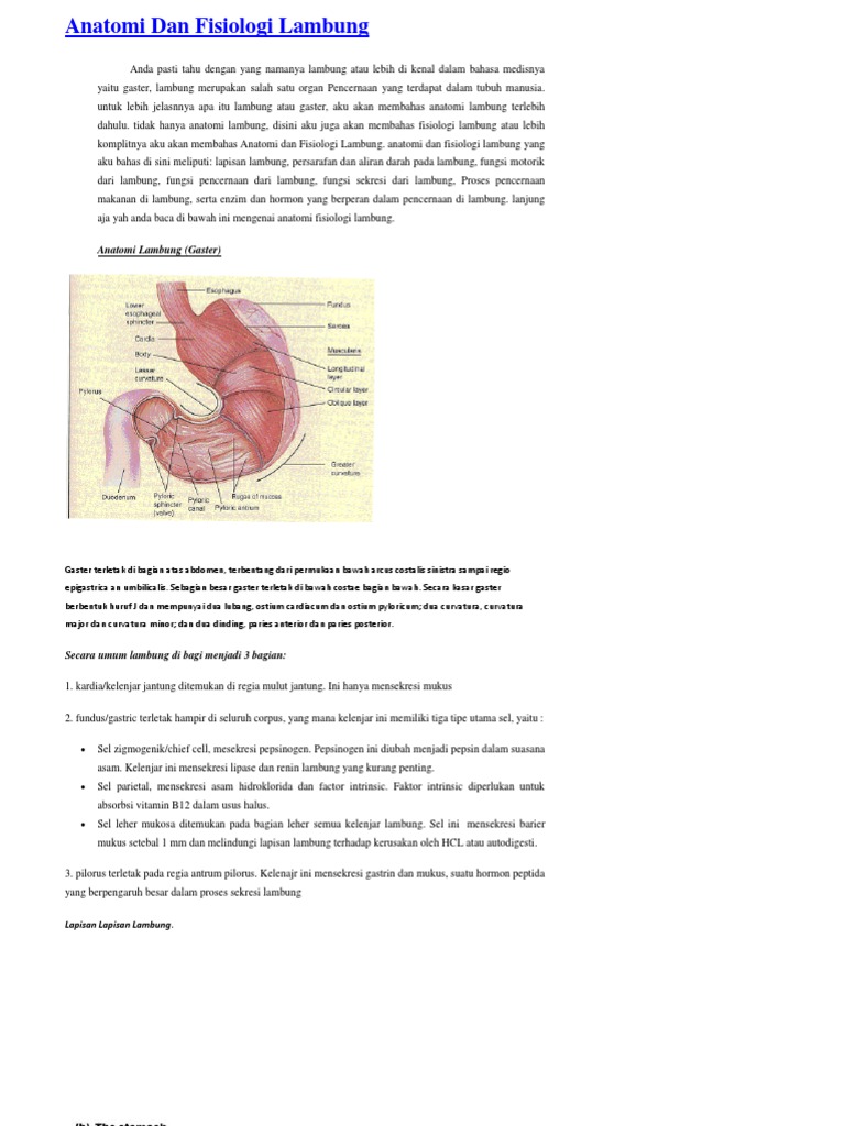 Anatomi Dan Fisiologi Lambung | PDF