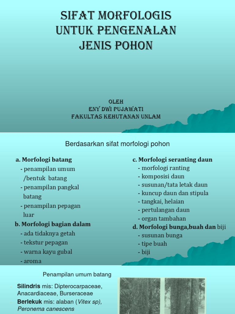 Sifat Morfologi Pohon: Pengenalan dan Jenis | PDF
