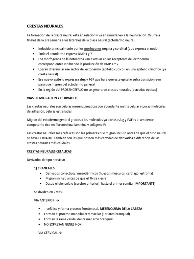 Crestas Neurales | PDF | Biología del desarrollo | Anatomía