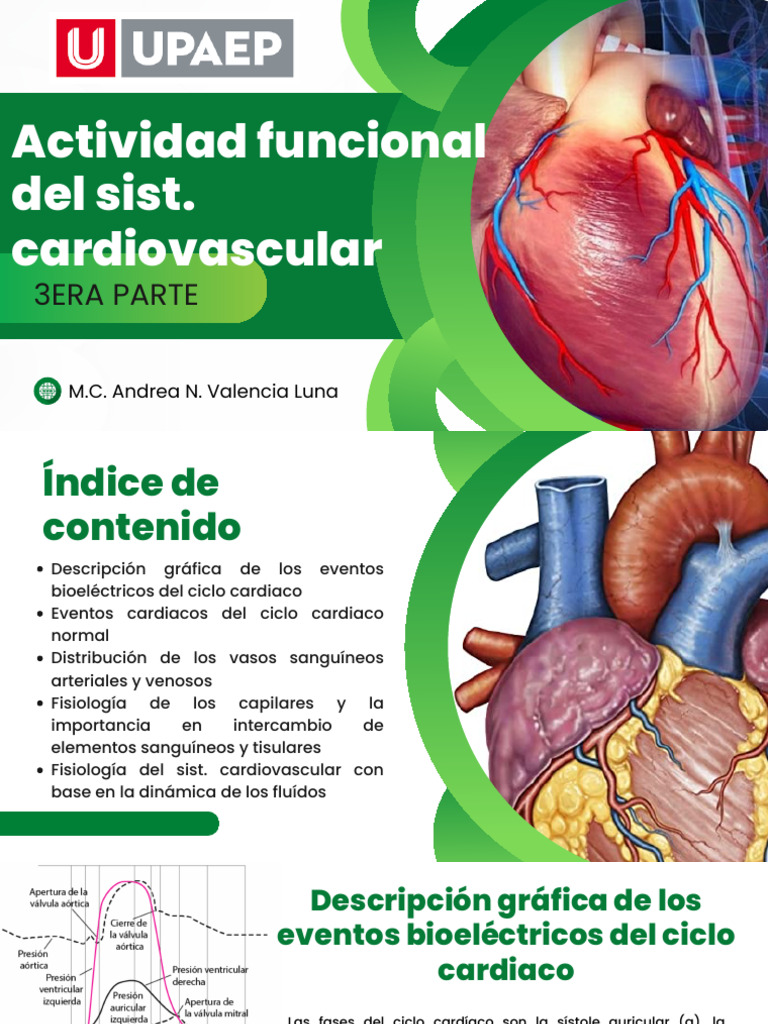 Actividad Funcional Cardiovascular 3eraPARTE | PDF | Ventrículo ...