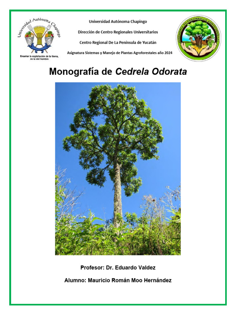 Monografia Cedrela Odorata | Descargar gratis PDF | Plantas | Botánica