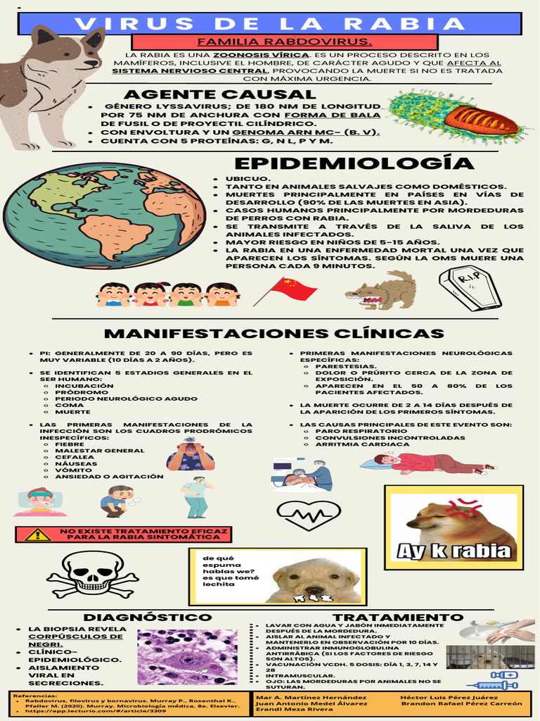 Infografía Rabia | PDF | Rabia | Especialidades Medicas