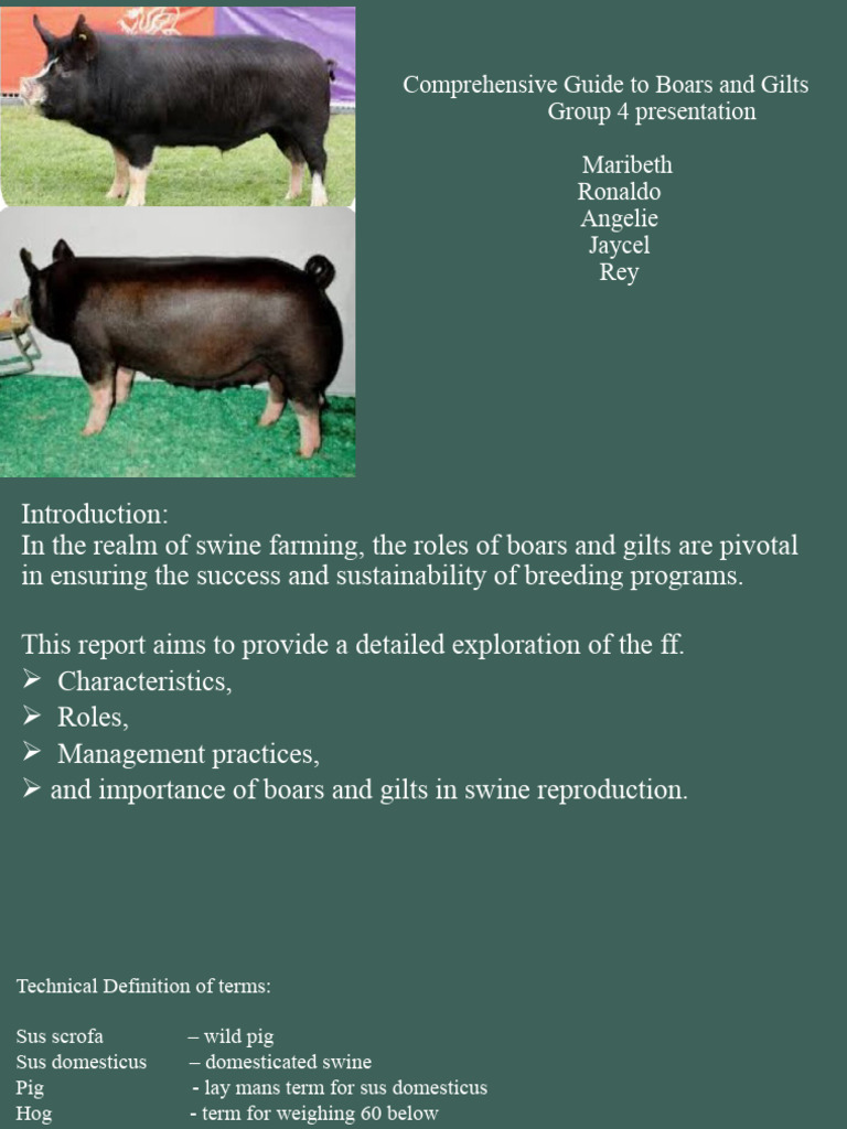 Boar and Gilt Report | PDF | Pig | Wild Boar
