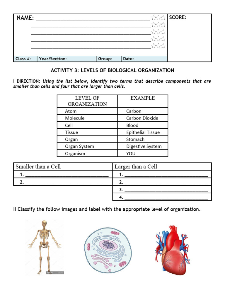 Levels of Biological Organization Activity | PDF | Tissue (Biology ...
