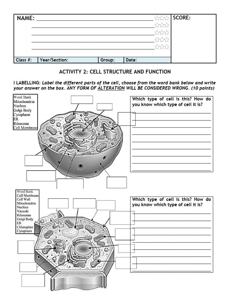 Science 7 2nd Activity 2 The Cell Structure and Function | PDF | Cell ...
