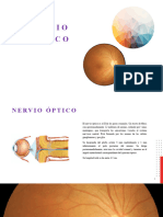 Anatomía y Patología de La Papila Óptica | PDF | Retina | Ojo humano