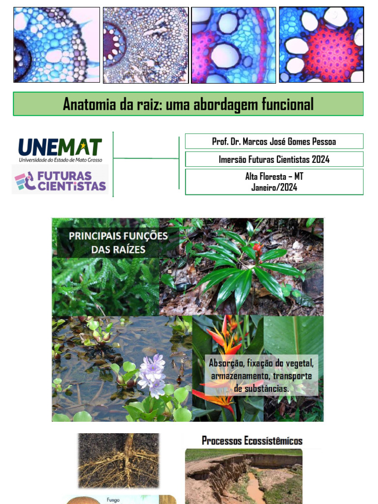 Anatomia Funcional da Raiz Vegetal | PDF