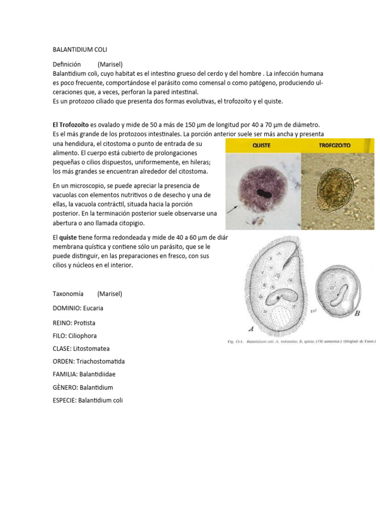 Balantidium Coli | PDF