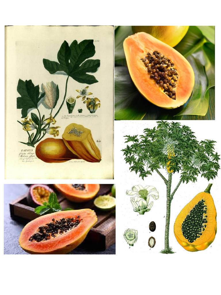 Papaya | PDF
