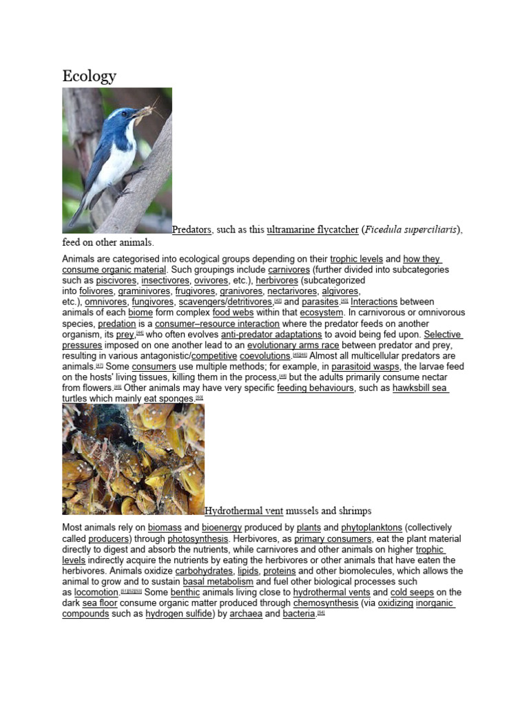 Ecology | PDF | Predation | Food Web