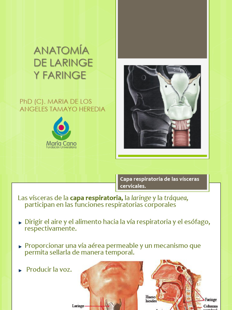 Anatomia Faringe y Laringe 2 | PDF | Laringe | Sistema respiratorio