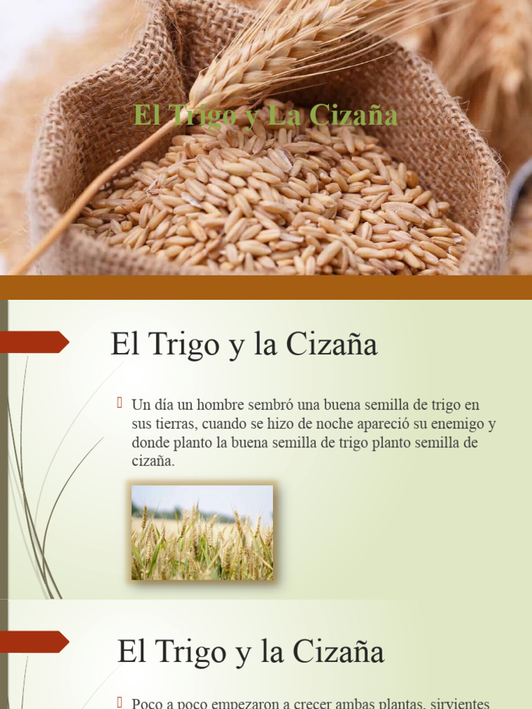 El Trigo y La Cizaña 2 | PDF