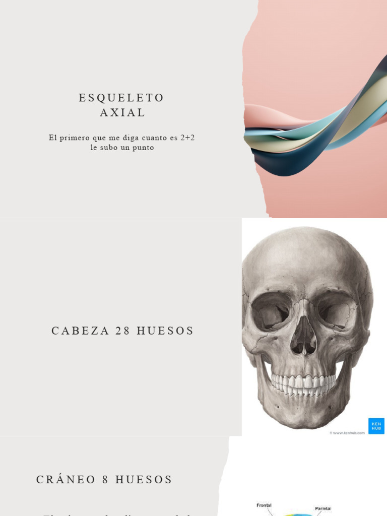 Esqueleto Axial | PDF