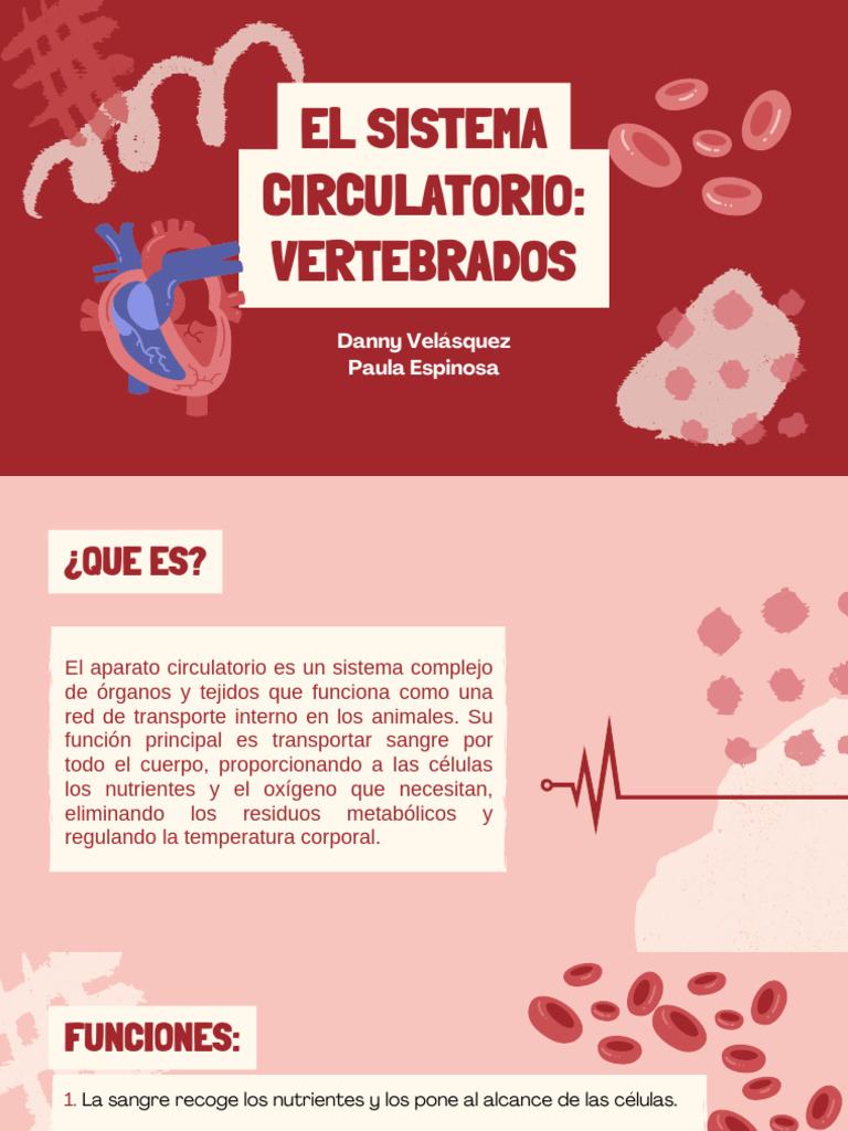 The Circulatory System Education Presentation in 0 Hand Drawn Lightly ...