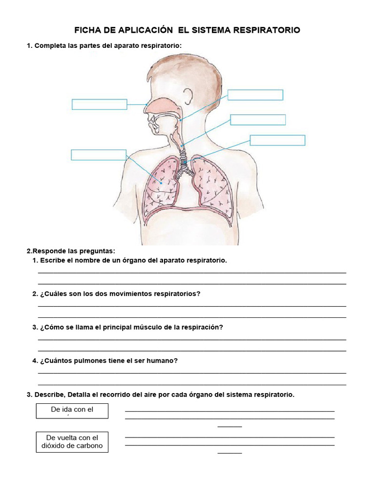 Abril 18 Ciencia Sistema Respiratorio FINAL | PDF | Sistema ...