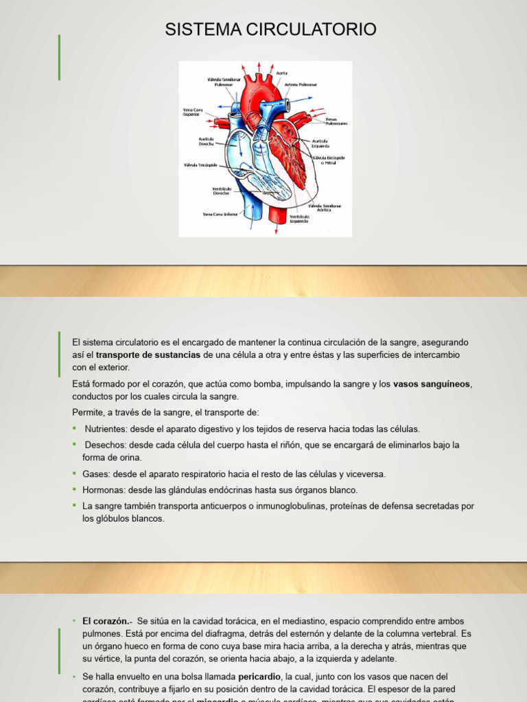 SISTEMA CIRCULATORIO | PDF | Corazón | Sistema circulatorio