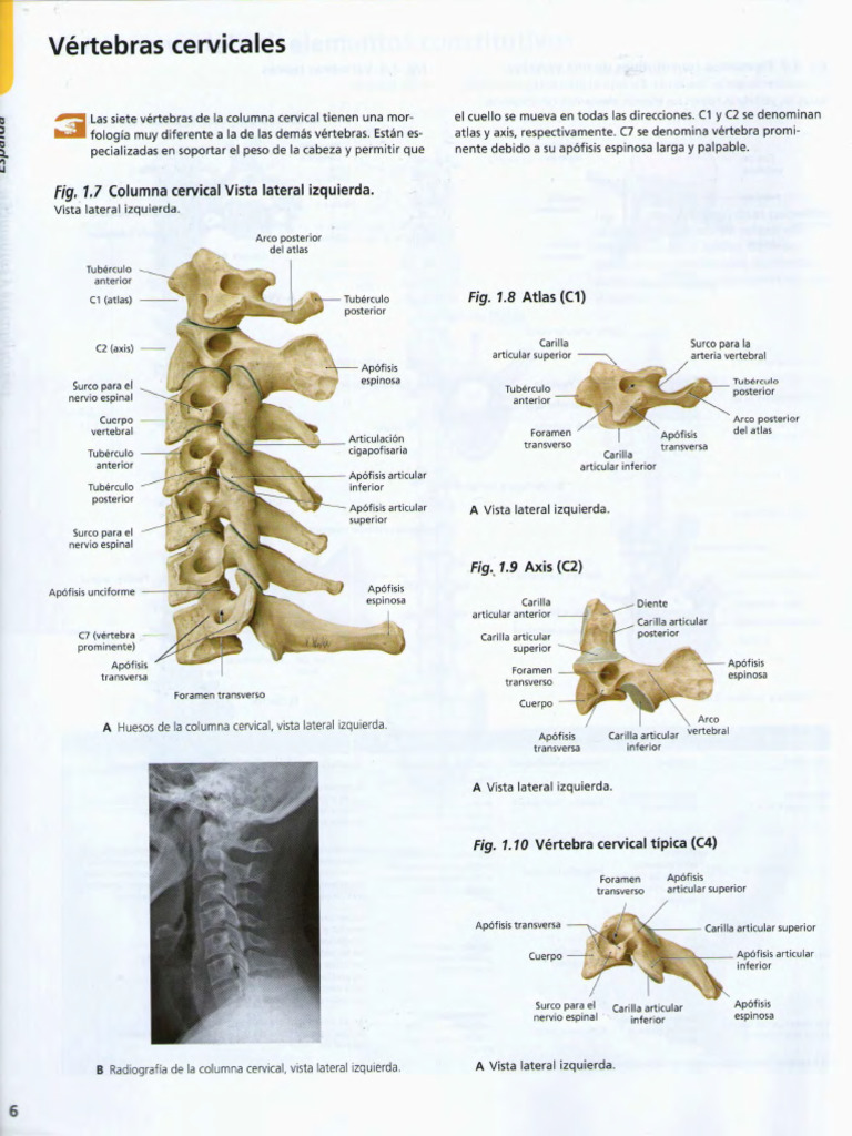 Atlas vertebras | PDF