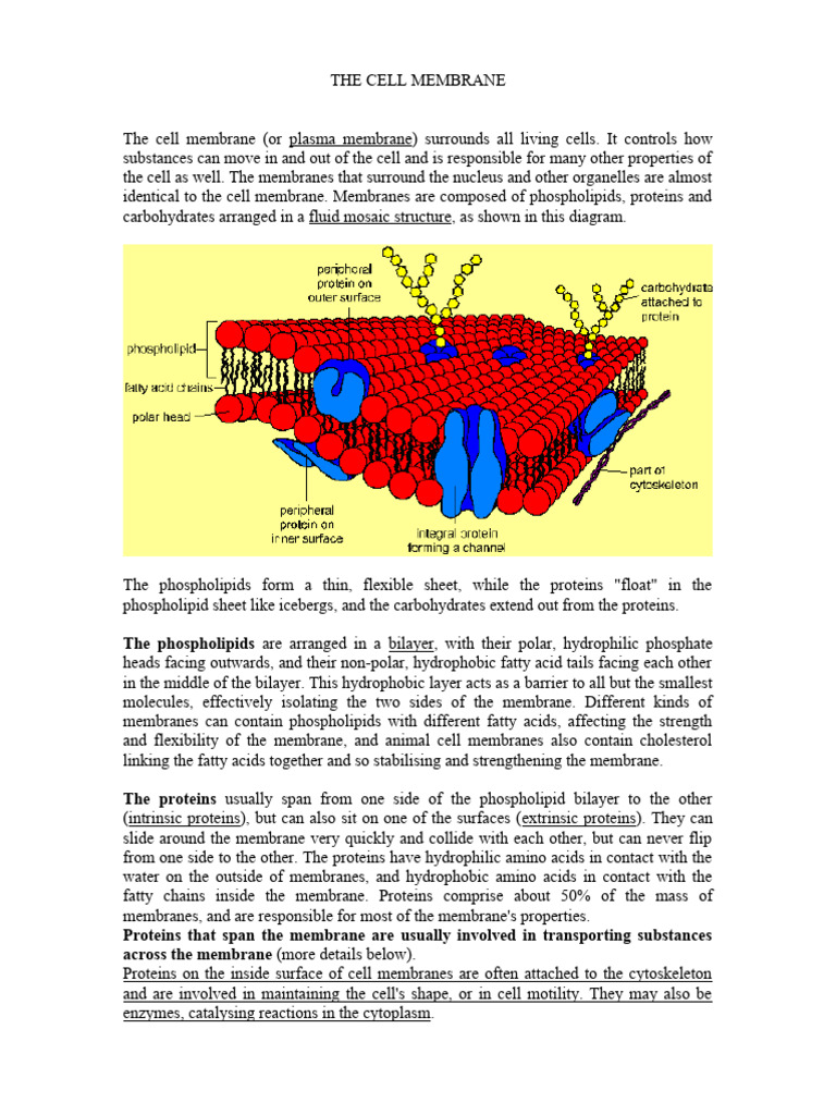 THE CELL MEMBRANE (coloured) | PDF | Cell Membrane | Osmosis