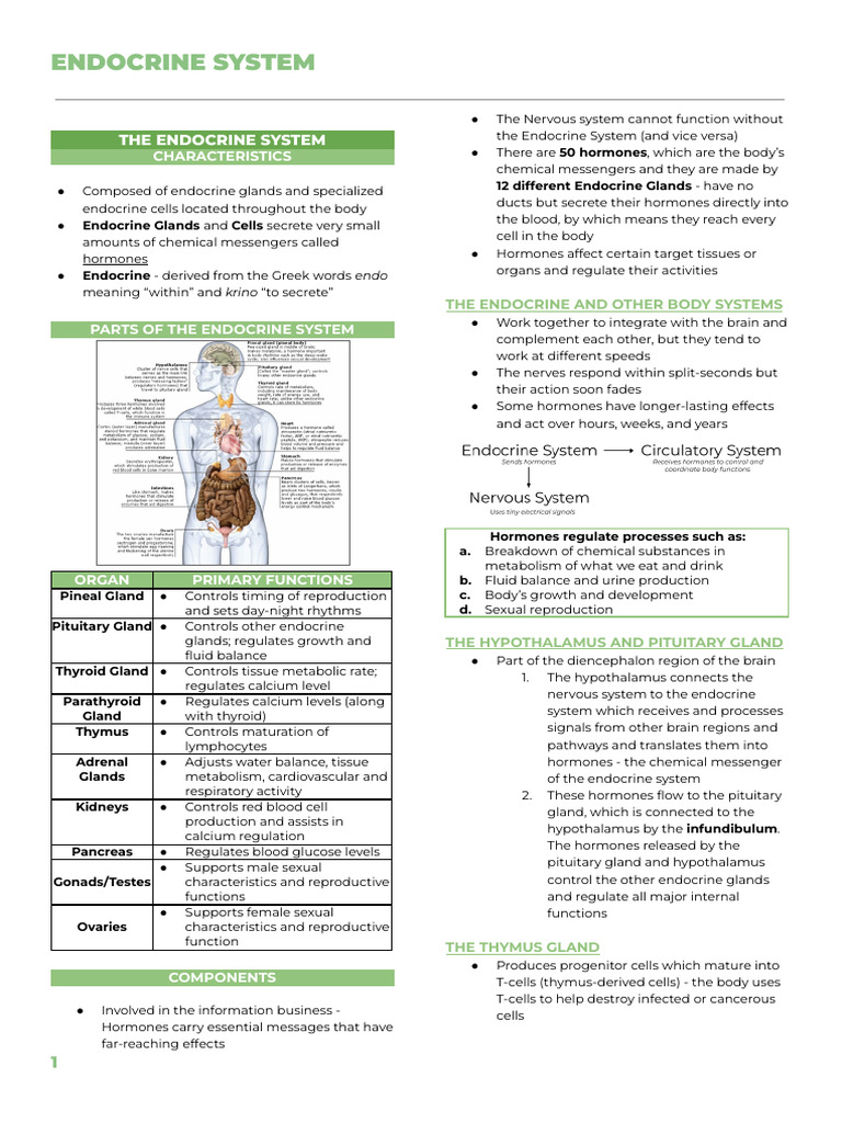 Endocrine System | Download Free PDF | Endocrine System | Pancreas