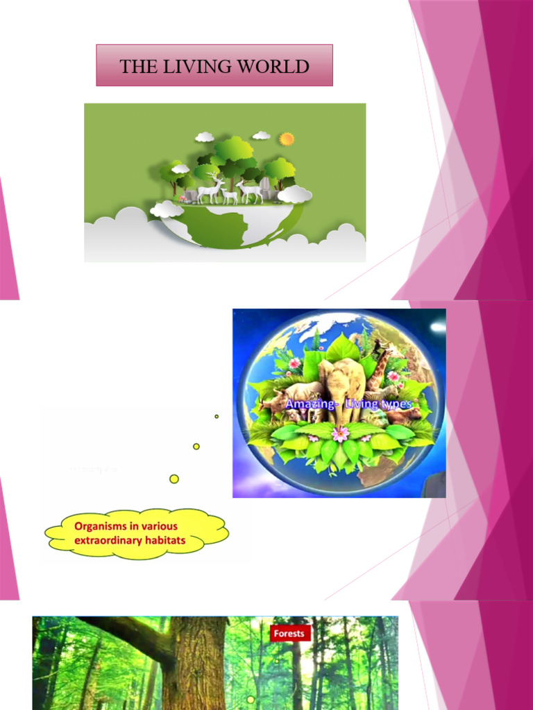 The Living World STD 11th Complete | PDF