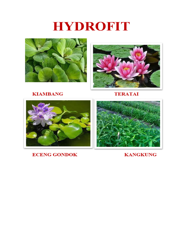 Adaptasi Tumbuhan Halofit dan Higrofit | PDF | Kajian Bahasa Asing ...
