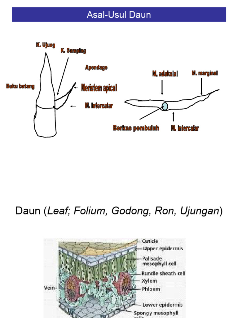 Struktur Perkembangan Daun | PDF