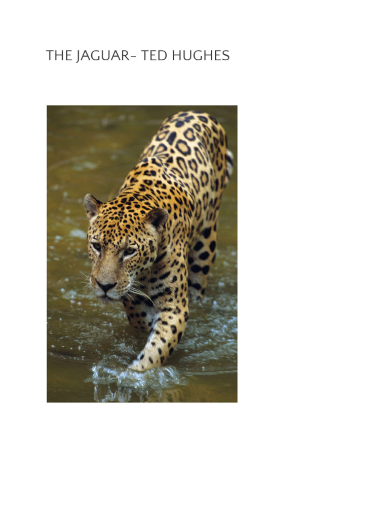 The Jaguar Ted Hughes Notes 24 | PDF | Rhyme | Zoo
