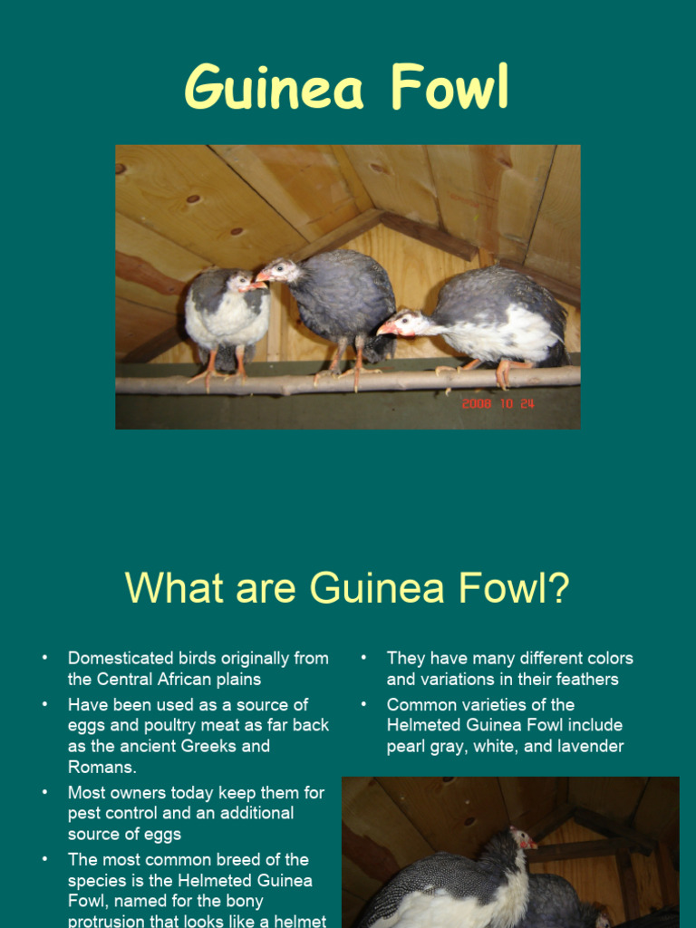 Guinea Fowl | PDF | Chicken | Poultry Farming