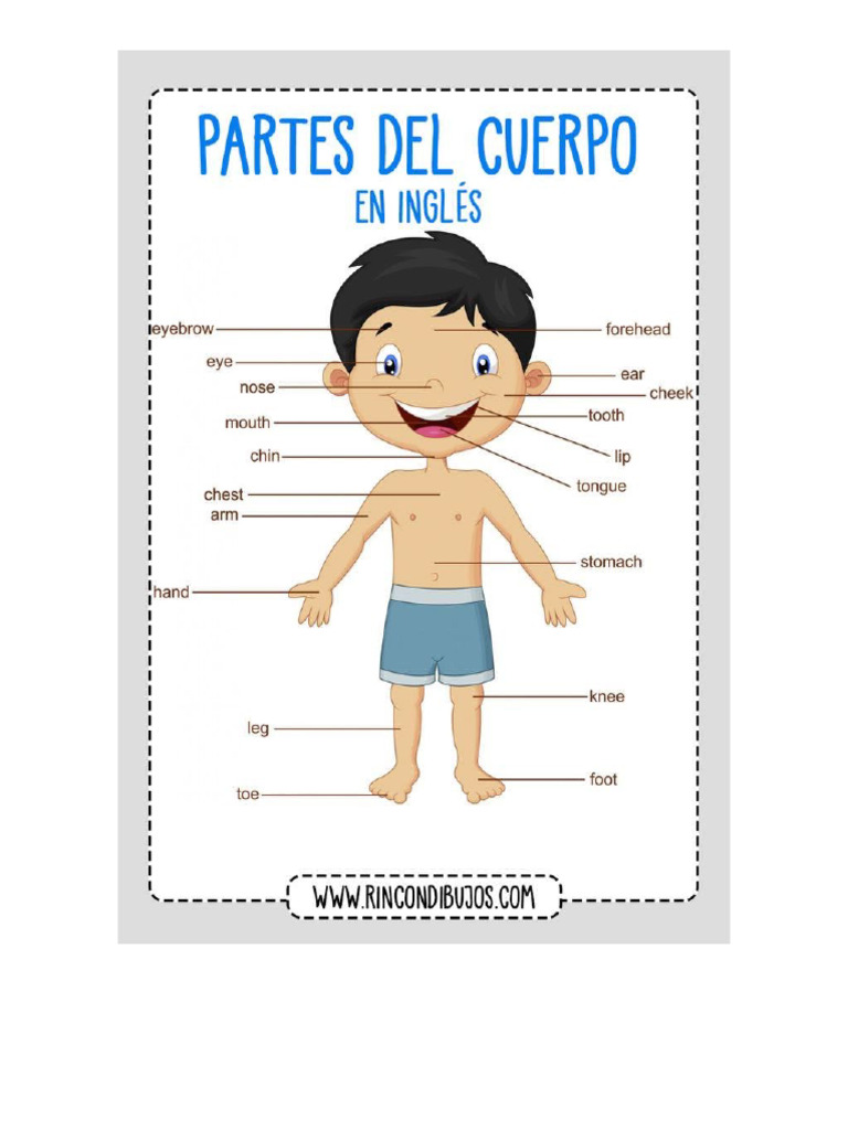 Partes Del Cuerpo | PDF