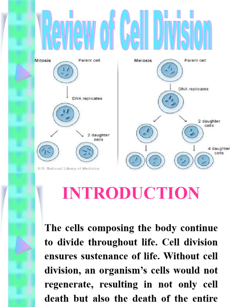 Cell Division | PDF | Mitosis | Meiosis