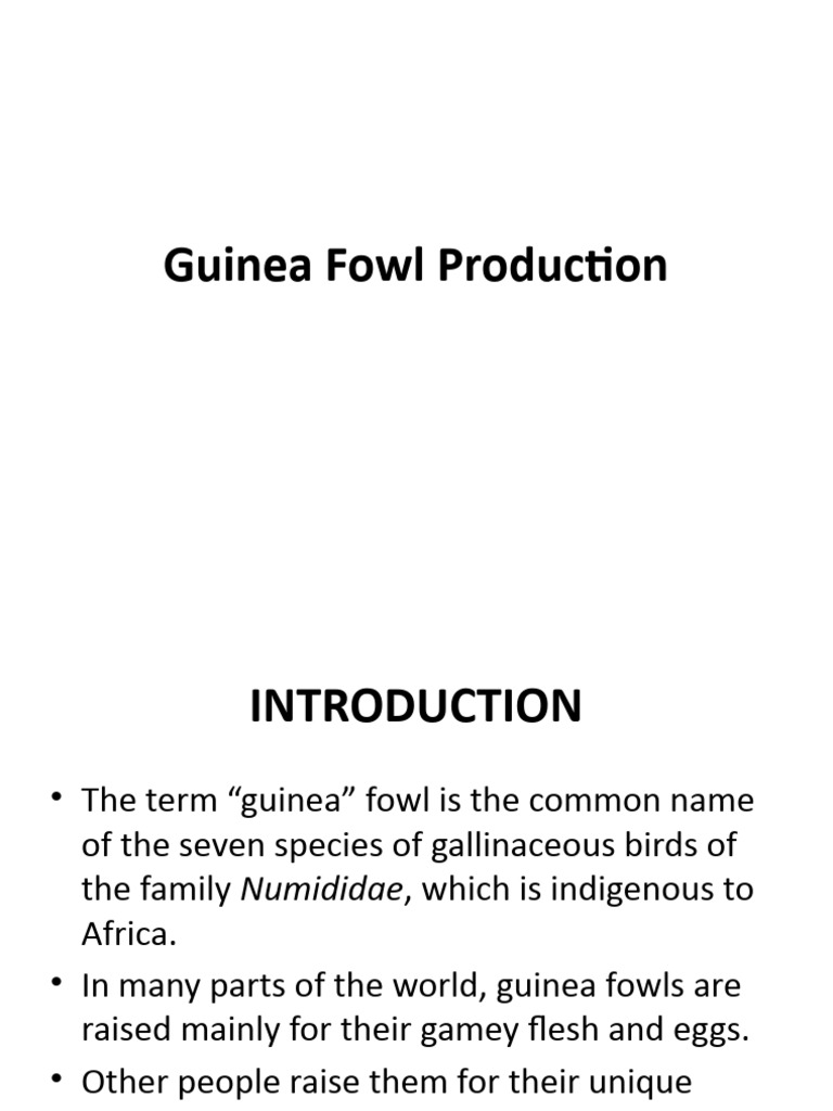 Guinea Fowl Production | PDF | Birds | Ornithology