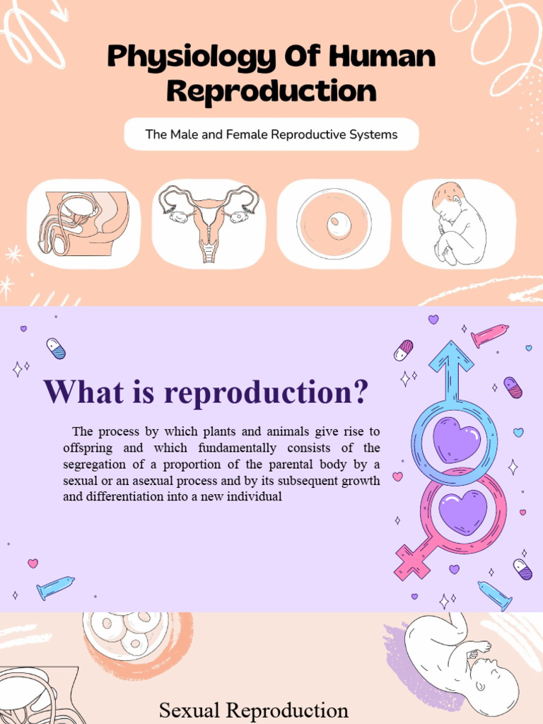 Female and Male Reproductive System | PDF | Reproduction | Menstrual Cycle