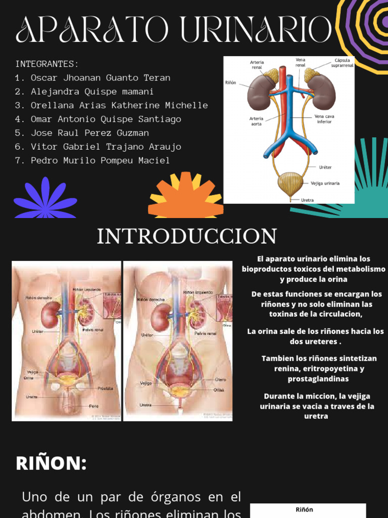 Aparato Urinario | PDF | Riñón | Sistema urinario