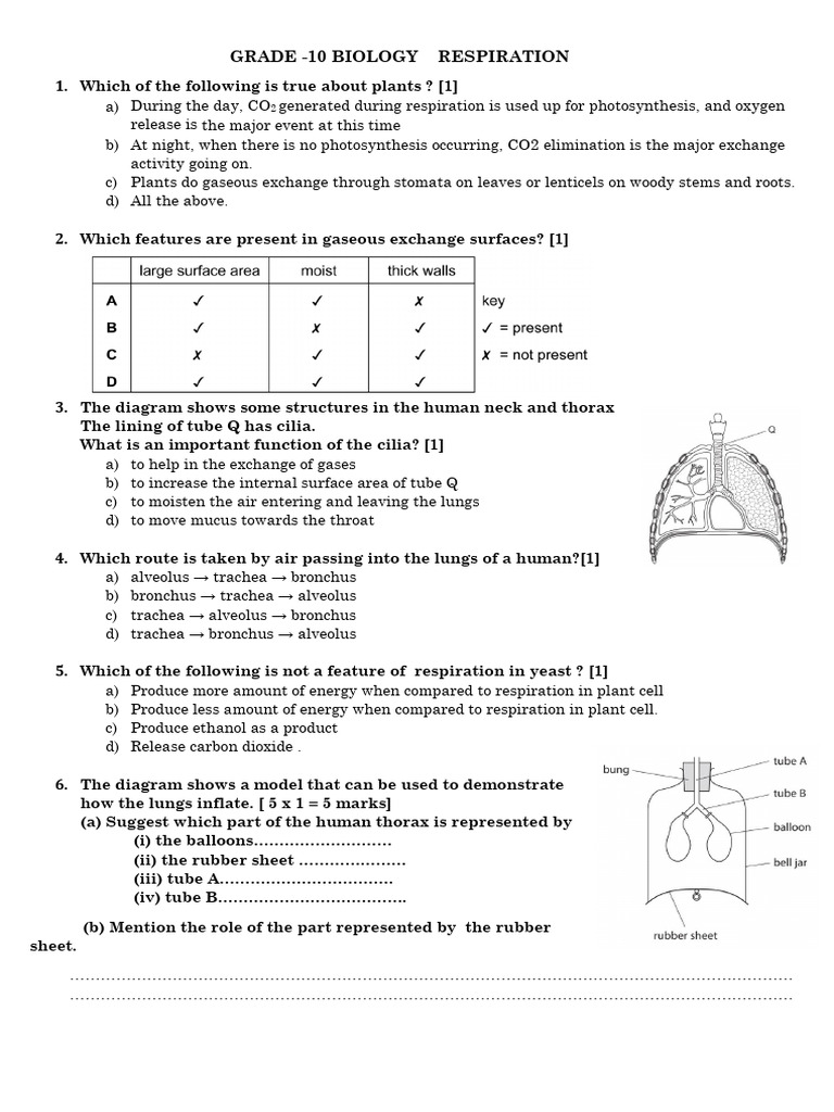 Class 10 Respiration Worksheet | PDF | Science & Mathematics