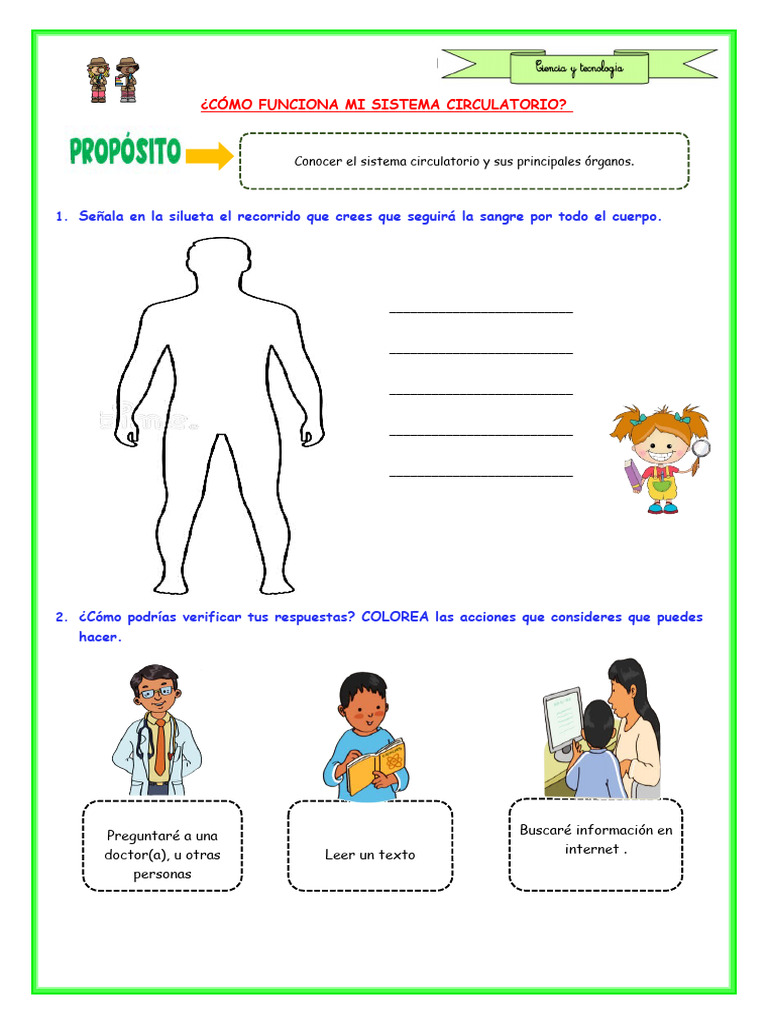 E6 S2 Ficha D3 CT Como Funciona El Sistema Circulatorio | PDF | Sistema ...