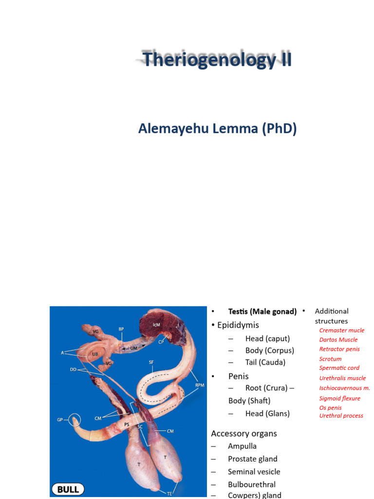 Therio II Note AI ET and ES | PDF | Reproduction | Reproductive System