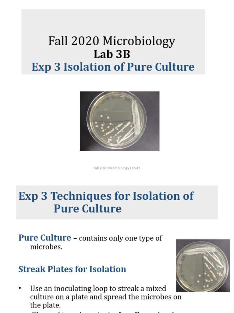 Lab 3B Isolation of Pure Cultures | PDF | Organisms | Life Sciences