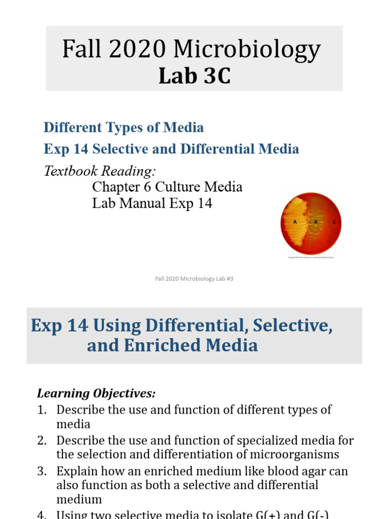 Lab 3C Selective and Differential Media | Download Free PDF | Growth ...
