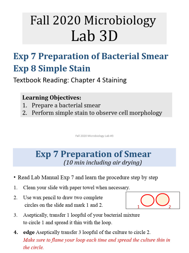 Lab 3D Simple Stain | PDF | Staining | Bacteria