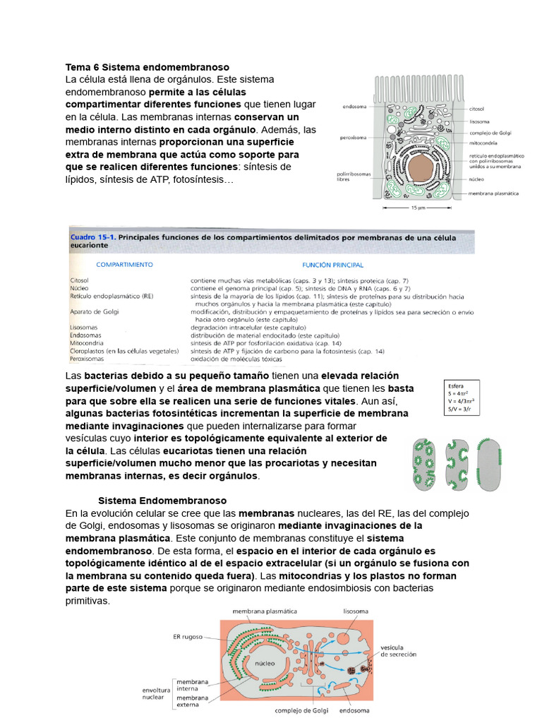 Tema 6 Sistema Endomembranoso | PDF | Membrana celular | Retículo endoplásmico