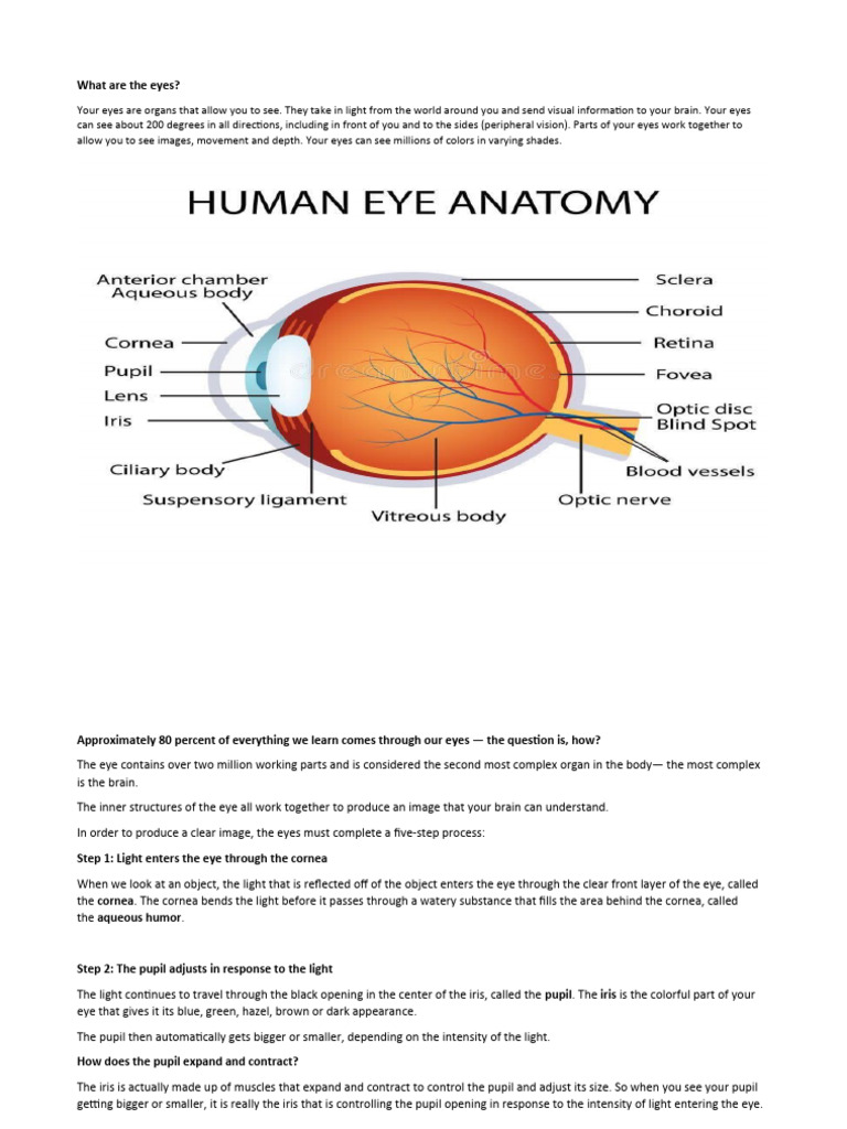 The Eye | PDF | Human Eye | Retina