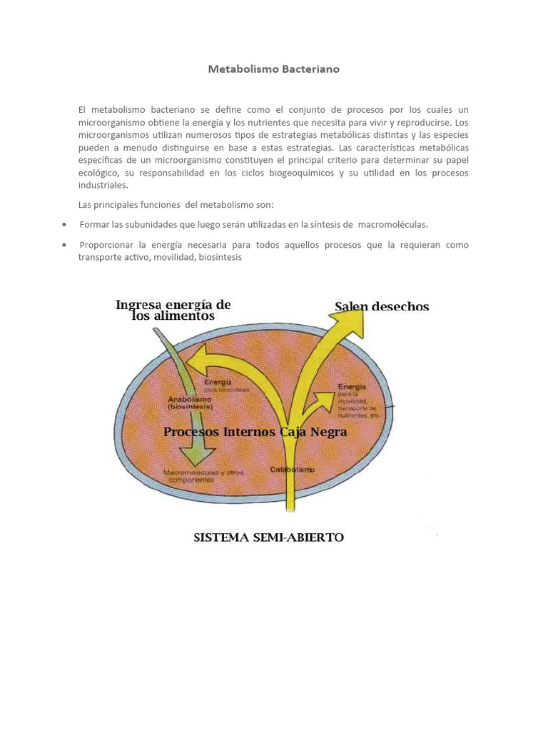 Tipos y Funciones del Metabolismo Bacteriano | PDF | Las bacterias ...