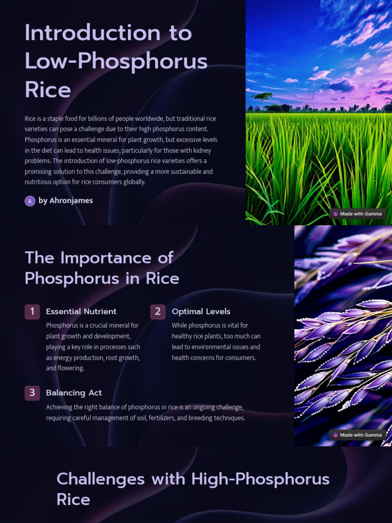 AHRON JAMES RASALAN Introduction to Low Phosphorus Rice | PDF | Rice | Agriculture